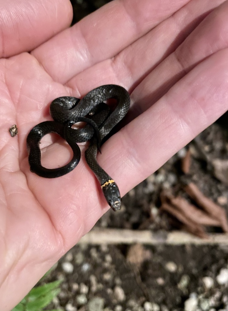 Key Ringneck Snake in January 2022 by Terry Raum · iNaturalist