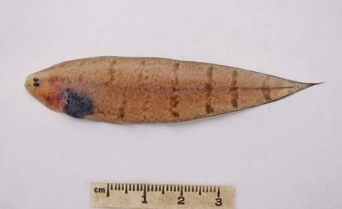 Deepwater Tongue Sole (Symphurus australis) · iNaturalist