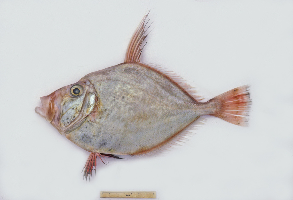 Silver Dory (Cyttus australis) - Marine Life Identification