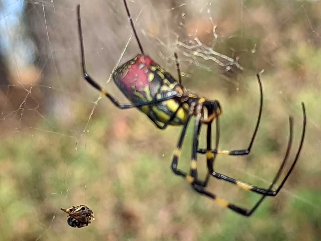 Joro Spider in December 2021 by Trina Roberts · iNaturalist