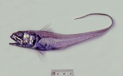 Longbarb Whiptail (Hymenocephalus longibarbis) · iNaturalist