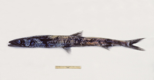 Smallscale Waryfish (Scopelosaurus hamiltoni) · iNaturalist