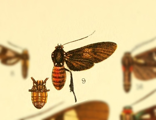 Macrocneme thyridia · iNaturalist