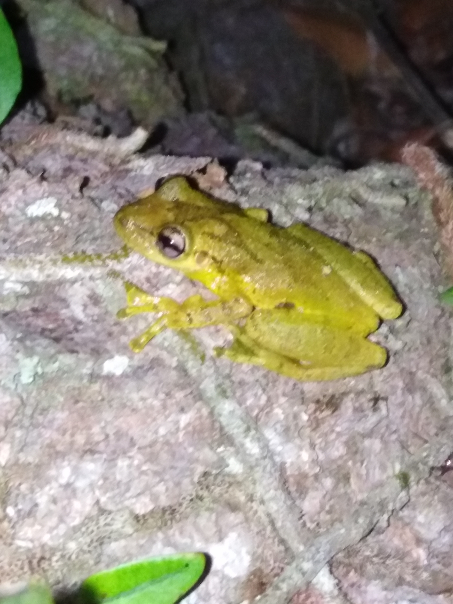 Scinax perereca Pombal, Haddad & Kasahara, 1995