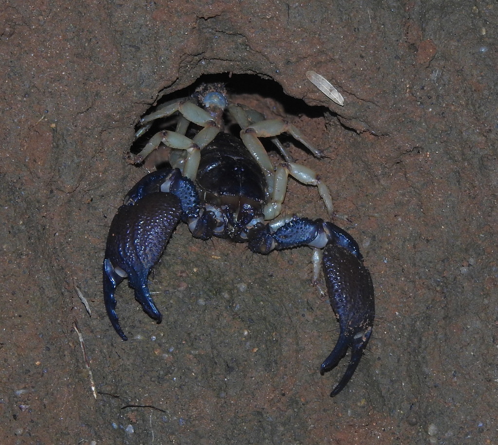 Giant Forest Scorpion in November 2021 by Hopeland · iNaturalist