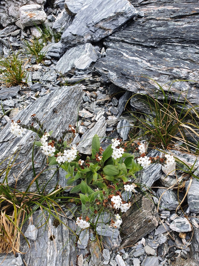 Myosotis suavis from Landsborough Valley, New Zealand on January 10 ...