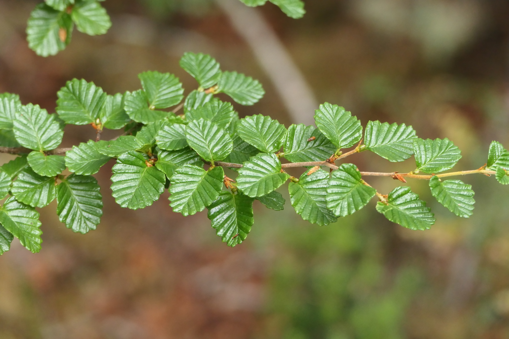 Nothofagus gunnii (Hook.f.) Oerst.