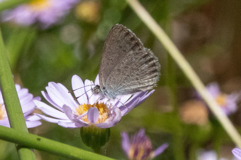 Lesser Grass Blue from Castlemaine VIC, Australia on December 25, 2021 ...