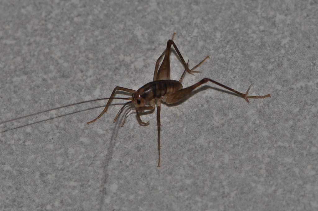 Greenhouse Camel Cricket from Samgi-myeon, Iksan, Jeollabuk-do, South ...