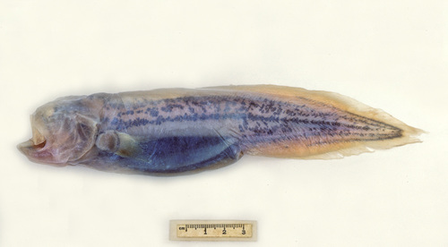 Spotted Gelatinous Cusk (Barathronus maculatus) · iNaturalist