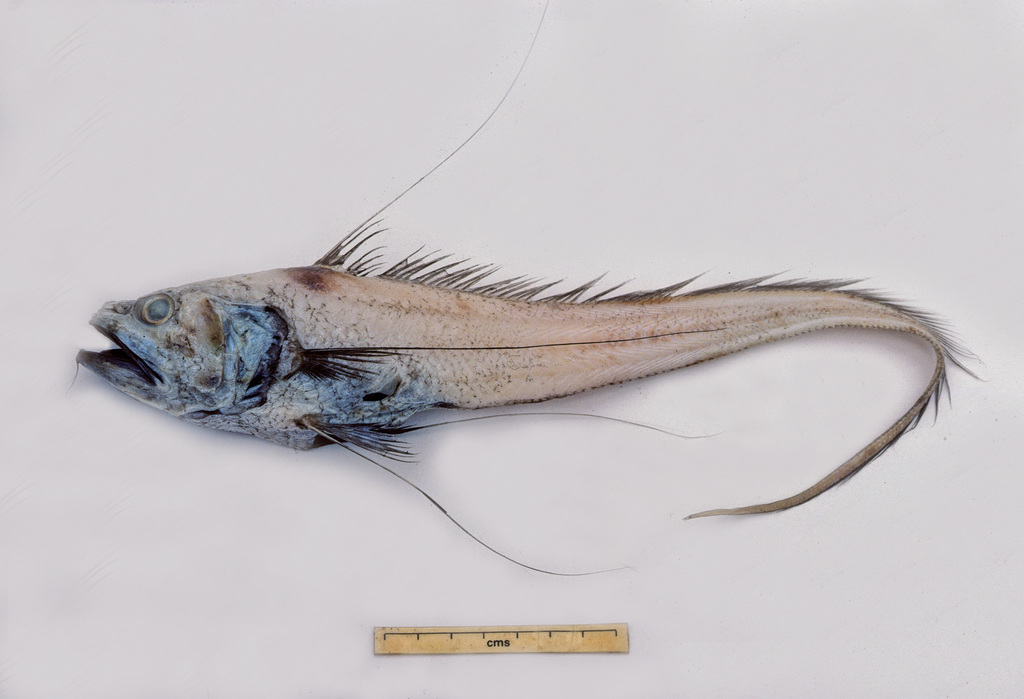 Filamentous Rat Tail (Gadomus aoteanus) - Marine Life Identification