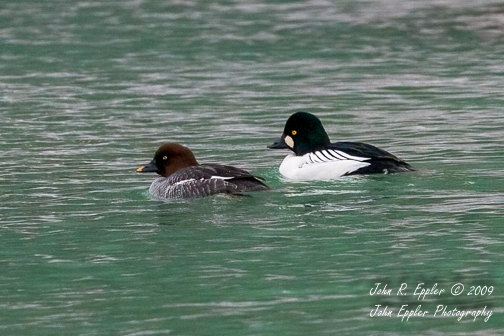 Common Goldeneye from Lutak, AK 99827, USA on November 9, 2009 at 02:23 ...