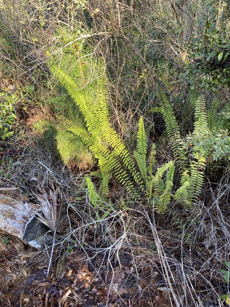 southern sword fern from Oscar Scherer State Park, Osprey, FL, US on ...