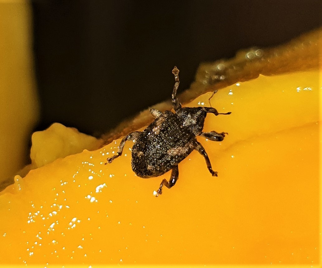 Sternochetus mangiferae (J.C.Fabricius, 1775)