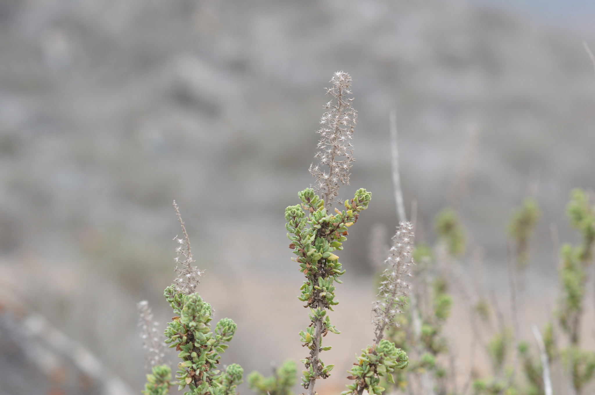 Ophryosporus triangularis Meyen