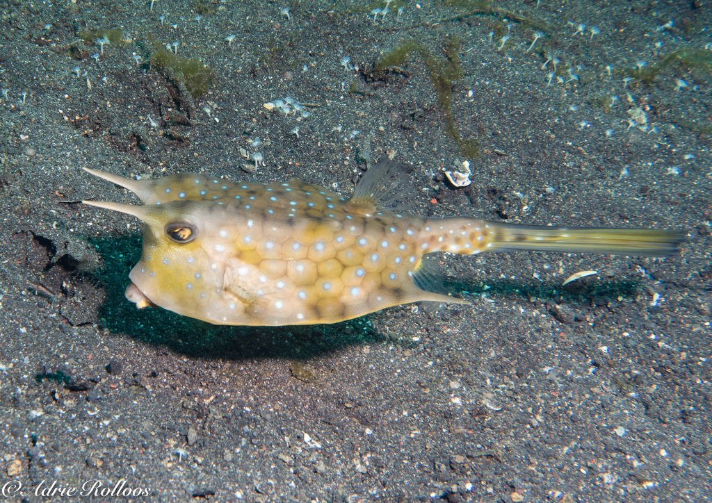Boxfishes (Ostraciidae) - Marine Life Identification