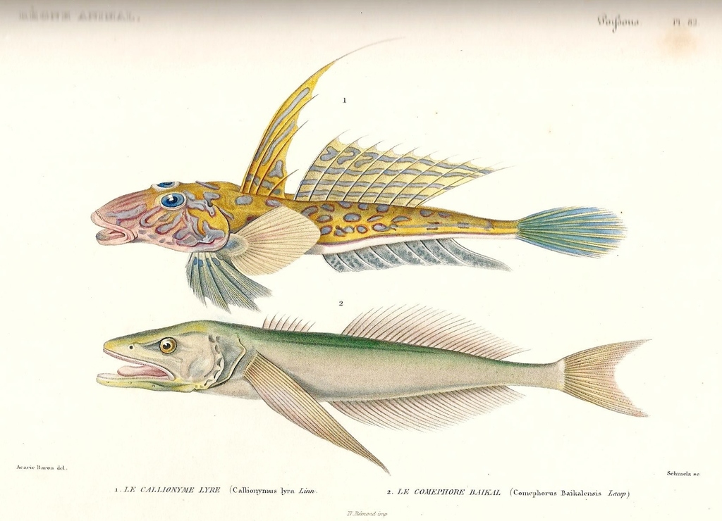 Baikal Oilfishes (Comephorus) - Marine Life Identification