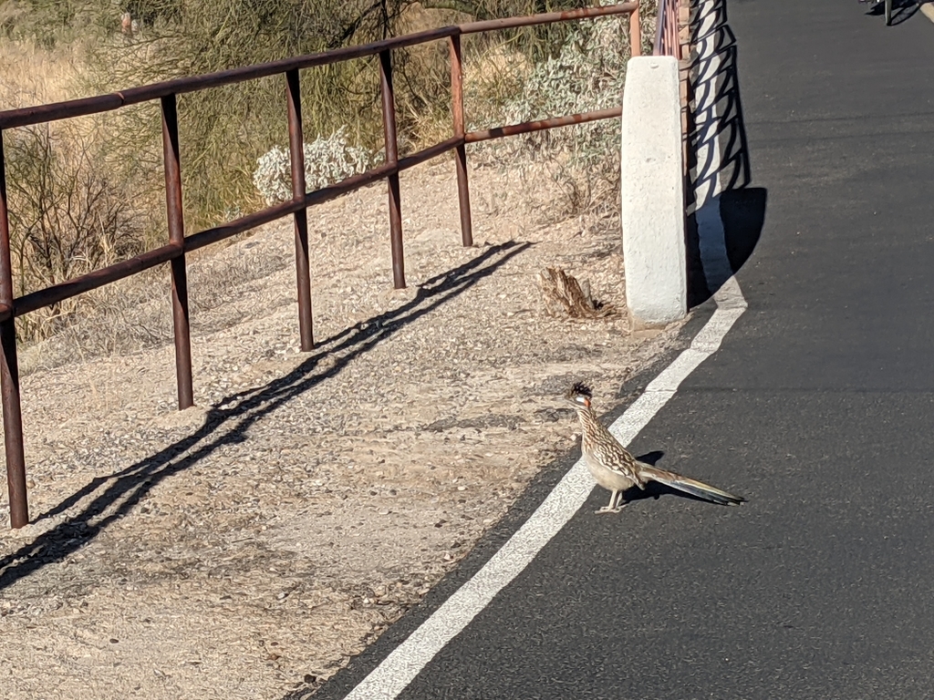 Greater Roadrunner from Tucson, AZ 85718, USA on January 13, 2022 at 09 ...