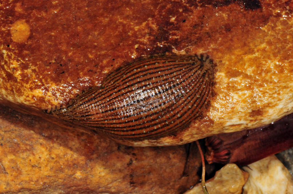 Batracobdella from Stamp Creek, Rabun County, GA, USA on November 14 ...