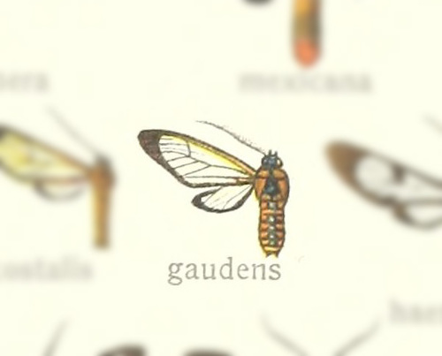 Pheia gaudens · iNaturalist Panamá