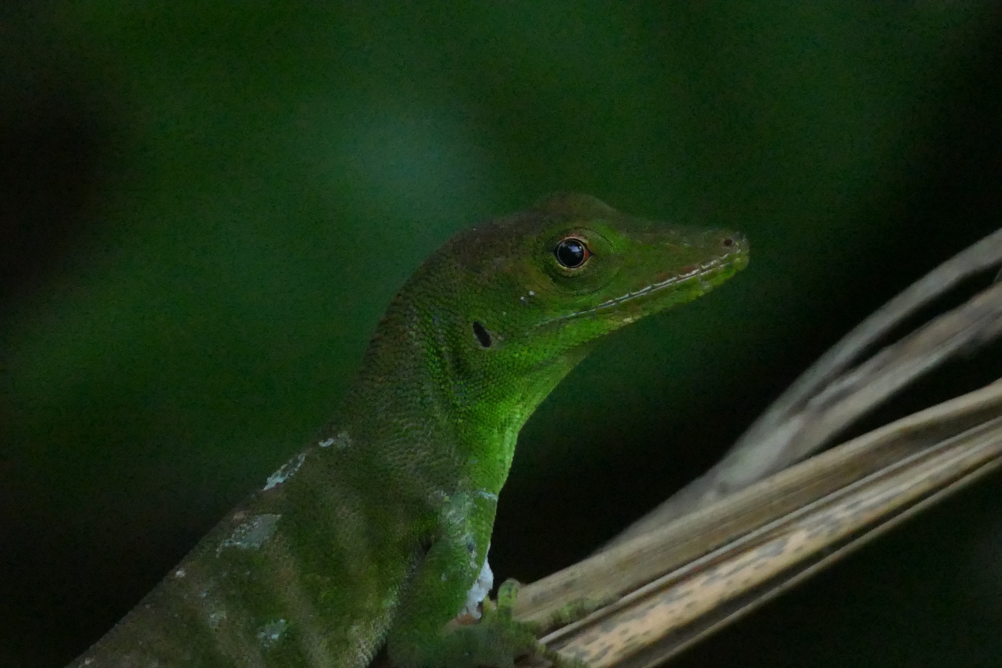 Anolis garmani Stejneger, 1899