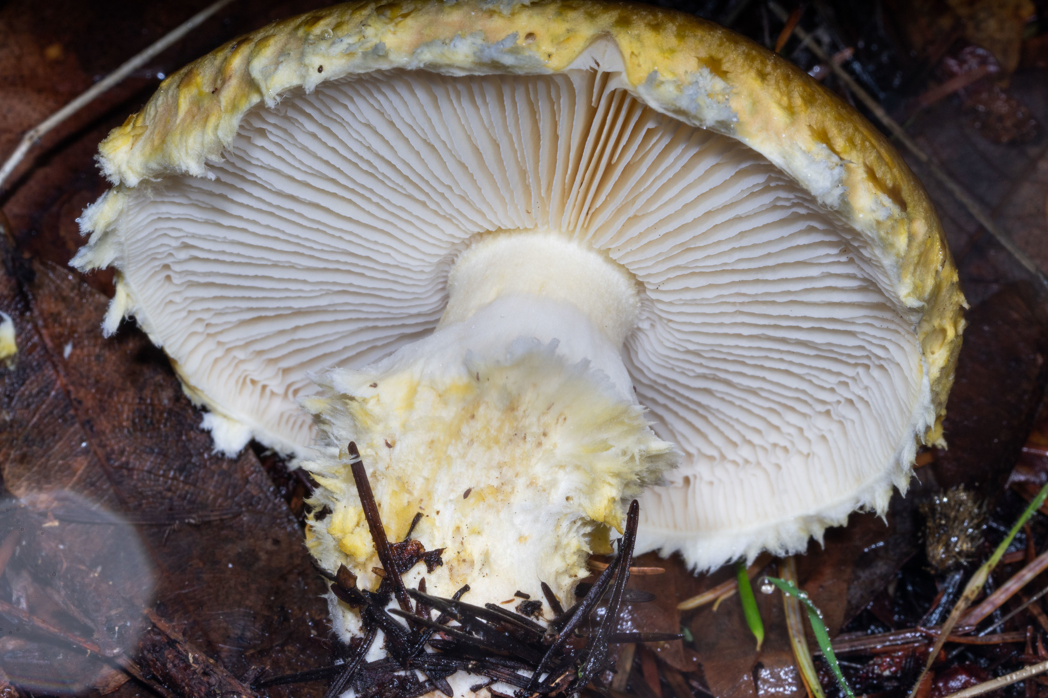 Floccularia albolanaripes (G.F.Atk.) Redhead