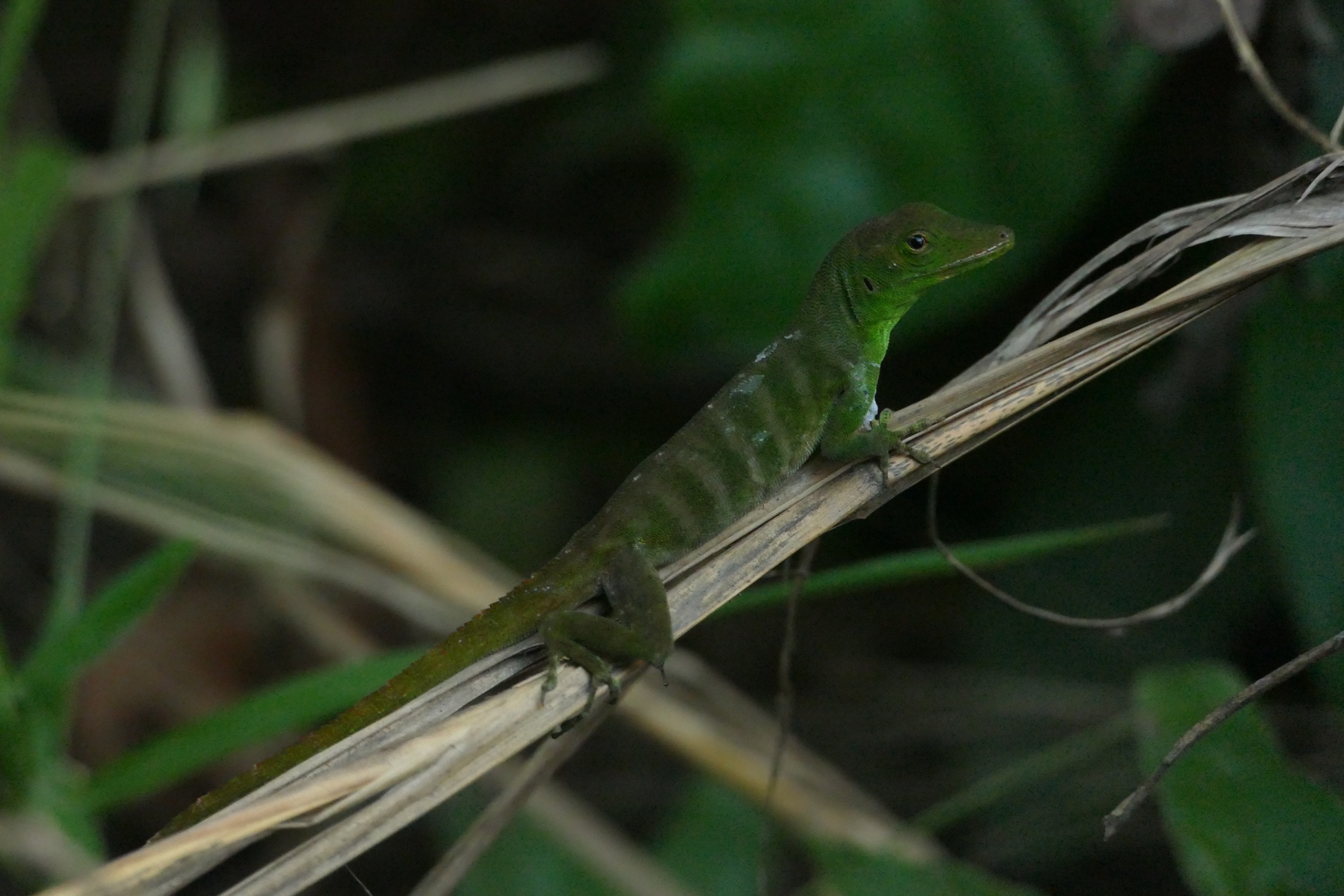 Anolis garmani Stejneger, 1899
