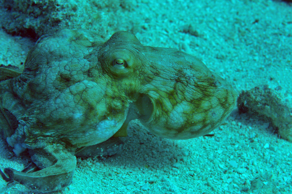 Octopus from Sombrero Key, Florida on December 14, 2009 at 11:01 AM by ...