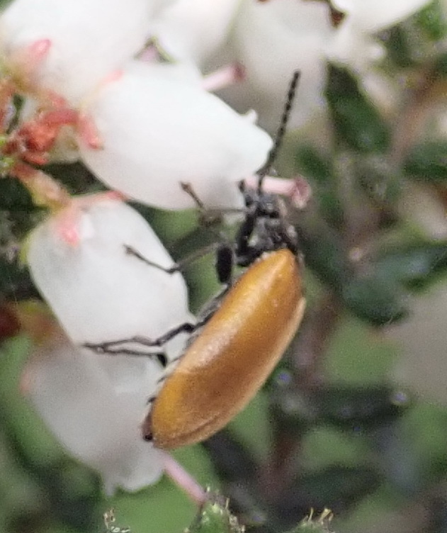 Prolytta from Jubilee Creek - Mother Holly on September 14, 2019 at 02: ...