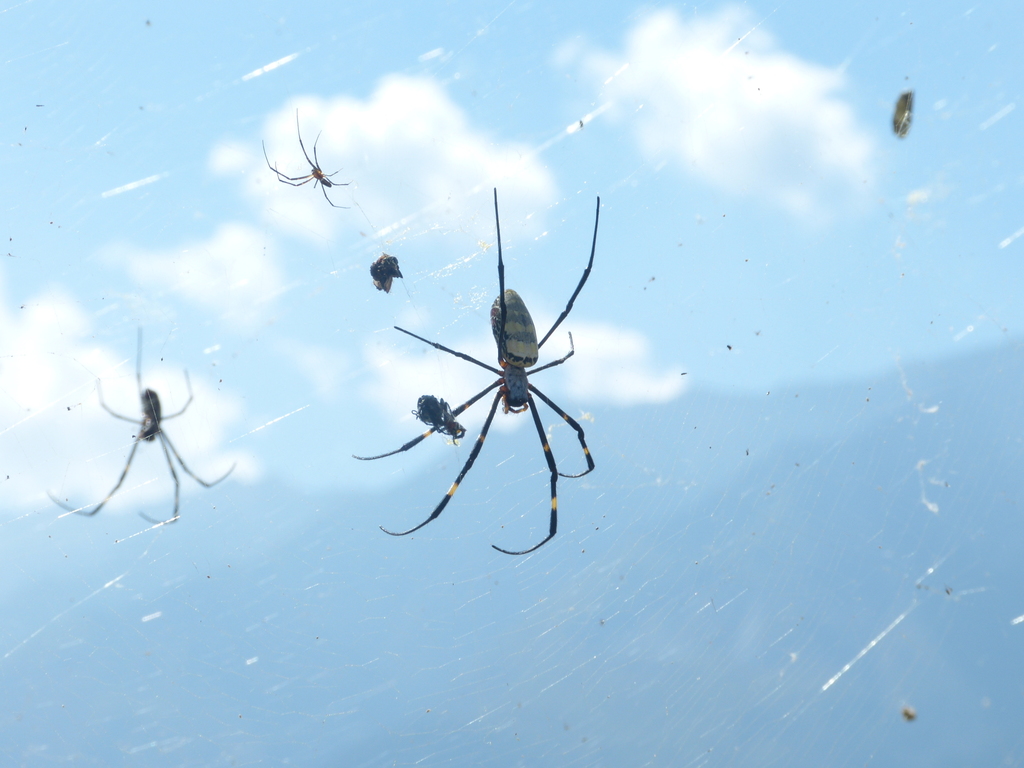 Joro Spider from Dali, Yunnan, China on October 24, 2014 at 01:21 PM by ...