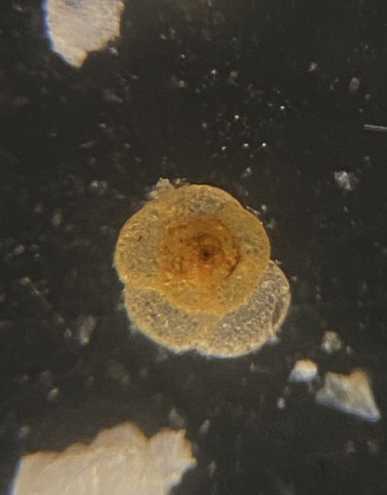 Trochammina Parker & Jones, 1859