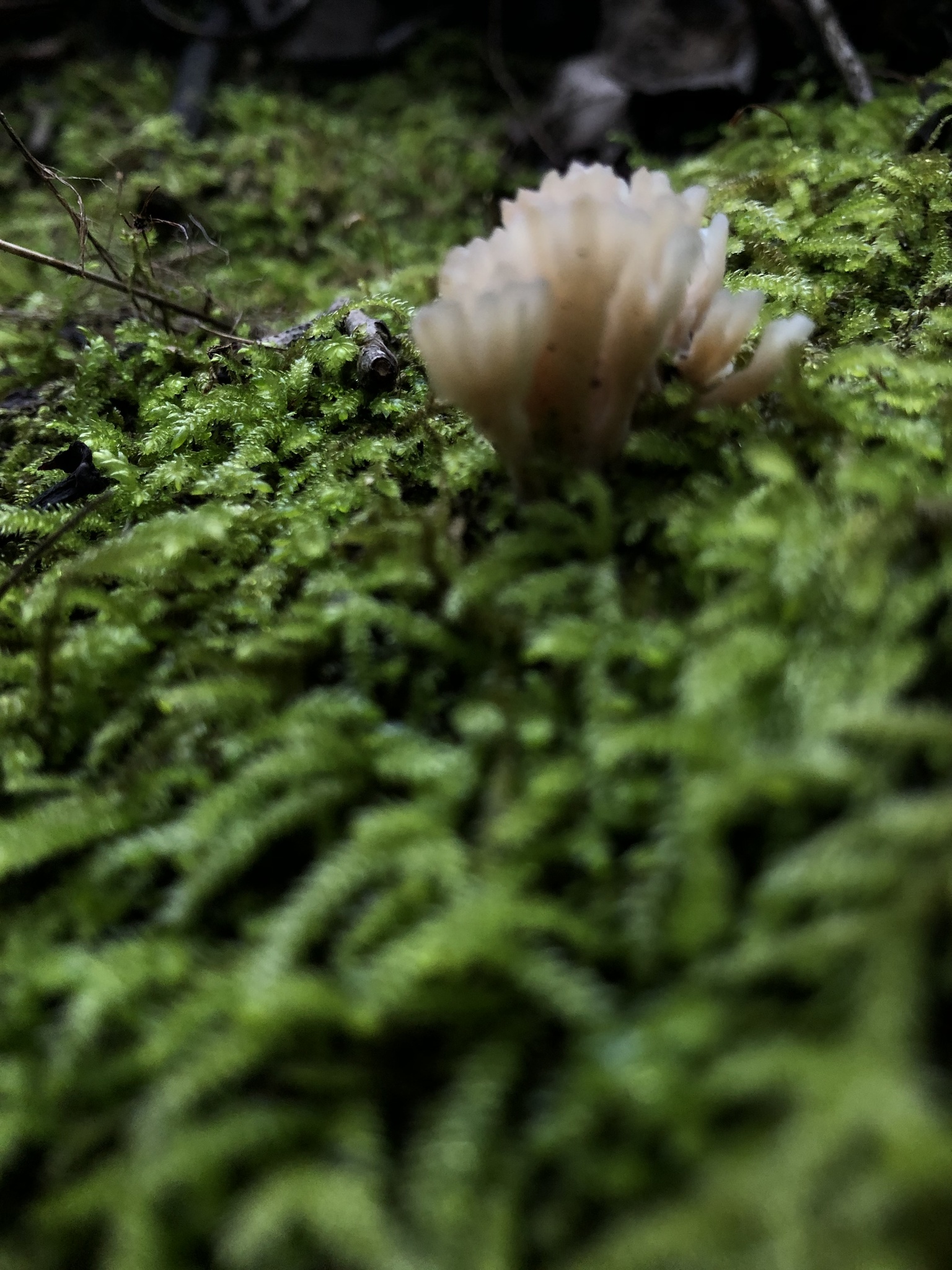 Tremellodendropsis tuberosa (Grev.) D.A.Crawford