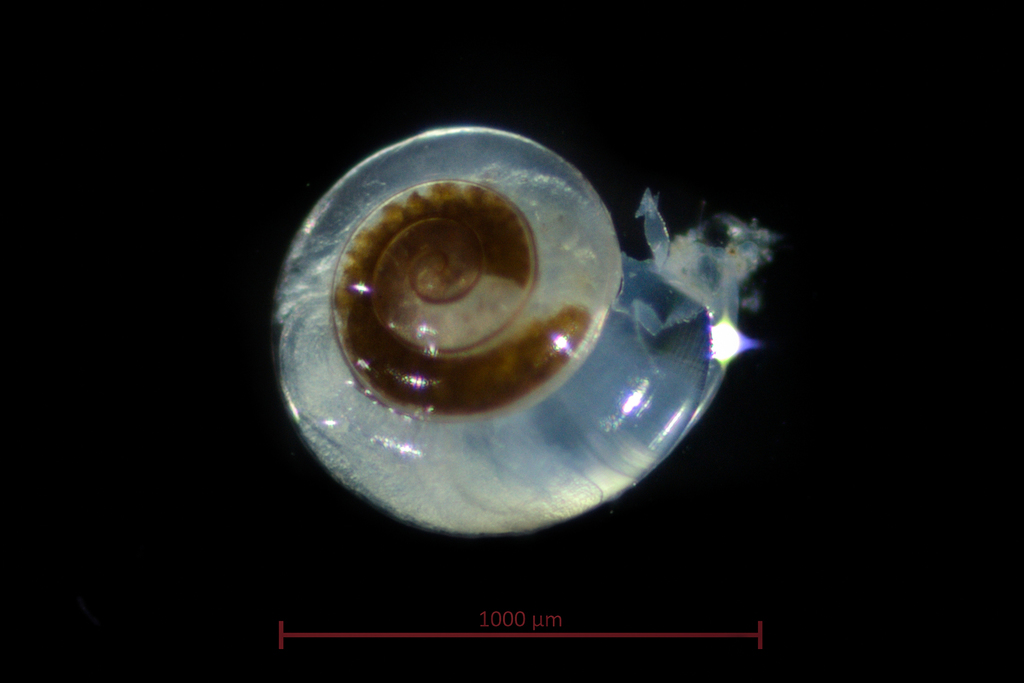 Helicid Pteropod (Gastropods of the United States Pt.9) · iNaturalist
