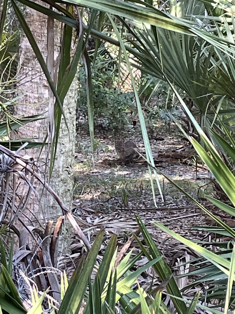 Bobcat from Prosperity Farms Rd, Palm Beach Gardens, FL, US on January ...