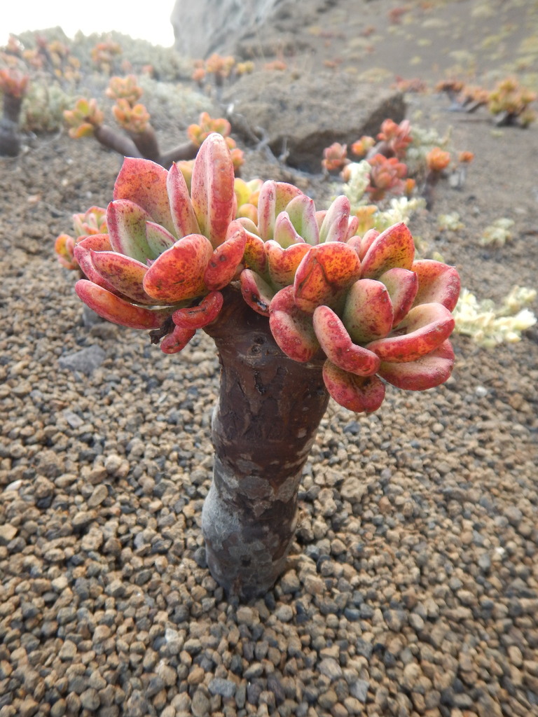 Cistanthe guadalupensis from Isla Zapato on May 6, 2021 at 07:00 AM by ...