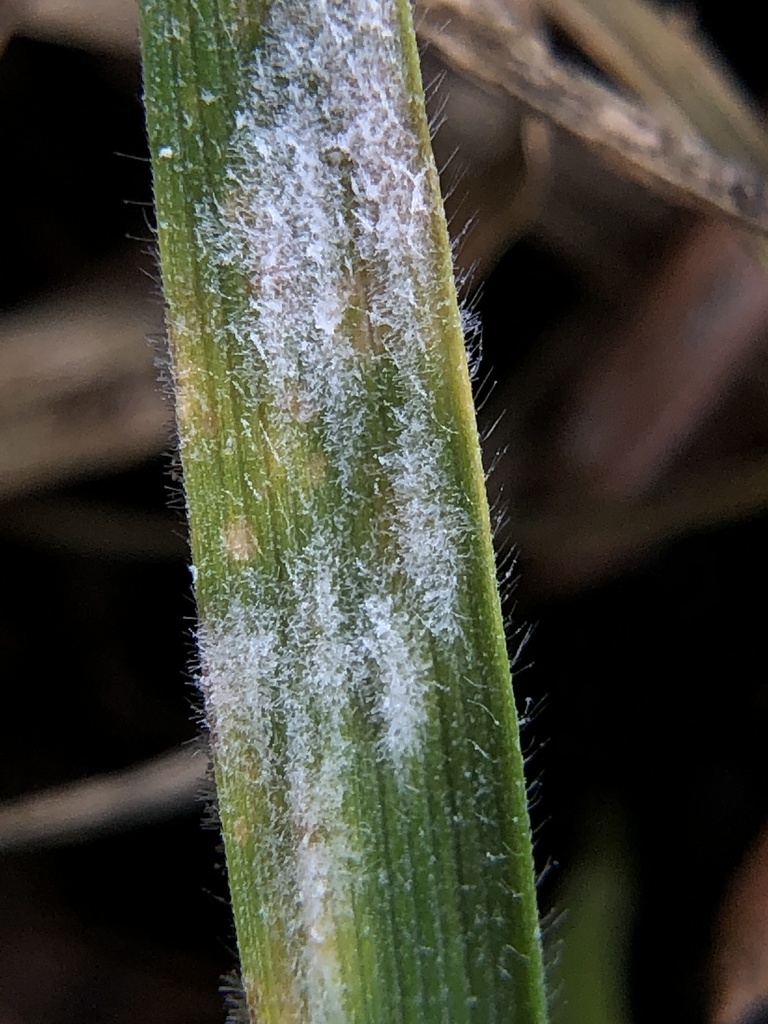 Blumeria from Rinconada Park, Palo Alto, CA, US on January 13, 2022 at ...