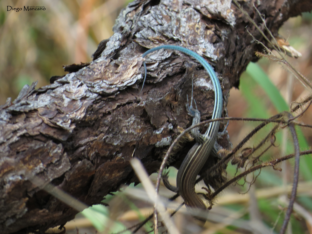 Huico siete líneas desde Cintalapa, Chis., México el 27 de abril de ...