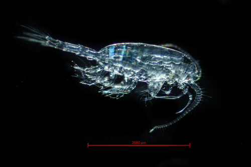 (Metridia pacifica)