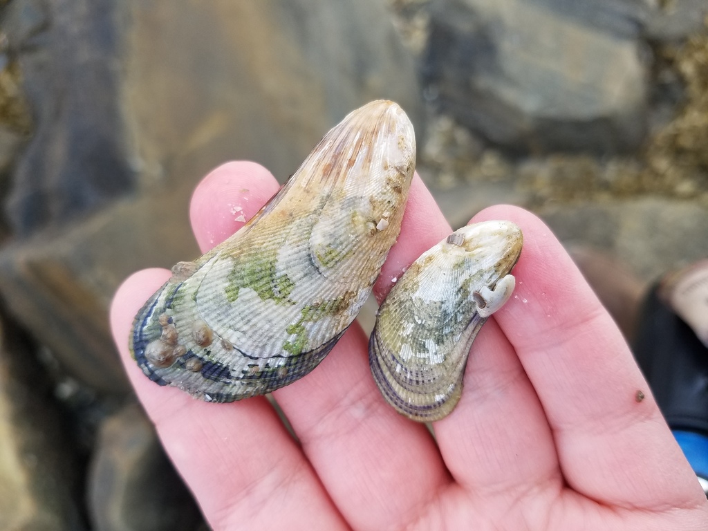 Atlantic Ribbed Mussel from St. Simons Island -- Gould's Inlet, Glynn ...