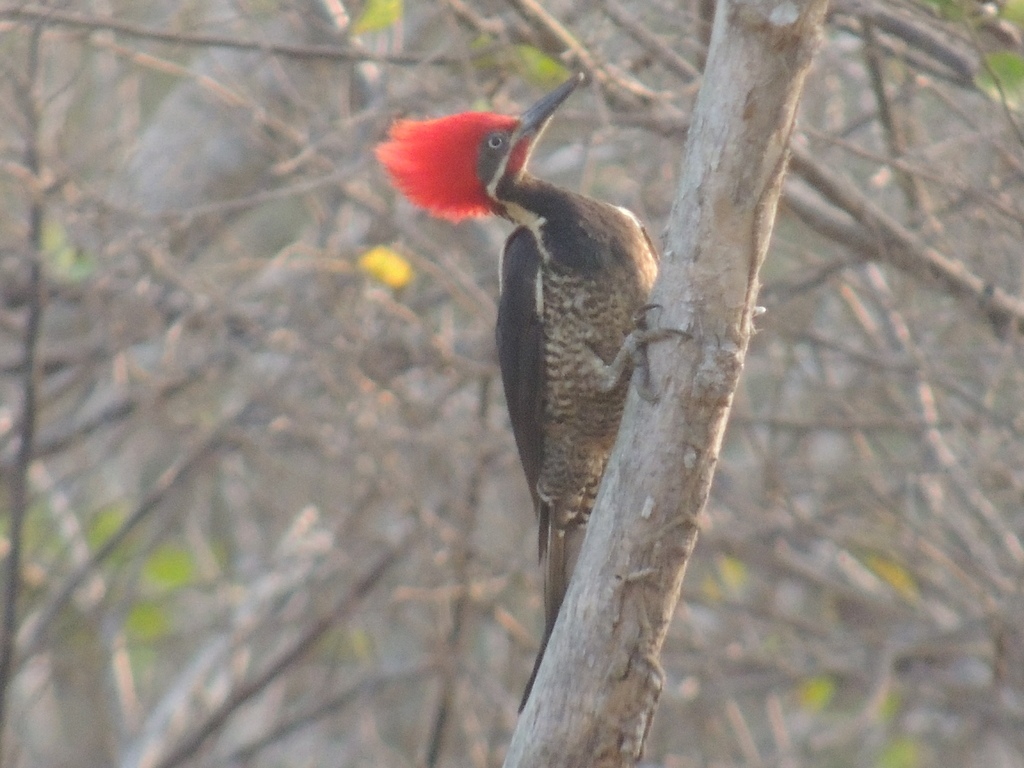 Carpintero Real (Las Aves del Ekoparque Luna Forest - Guía de campo ...