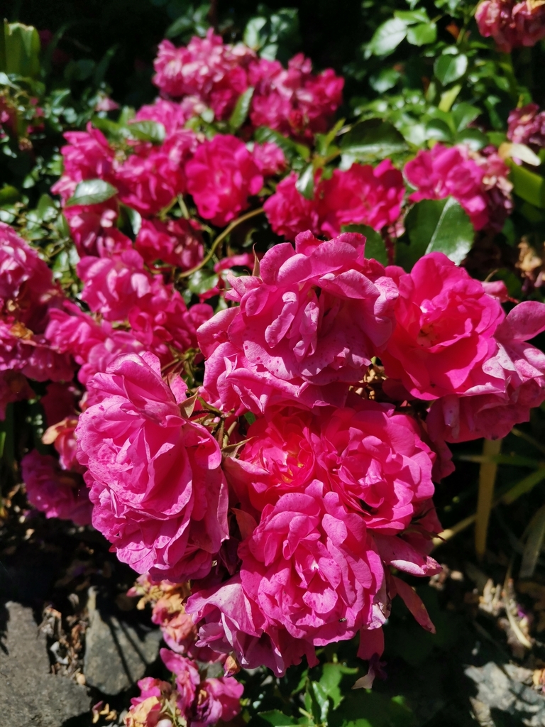 roses from Invercargill, New Zealand on January 14, 2022 at 11:30 AM by ...