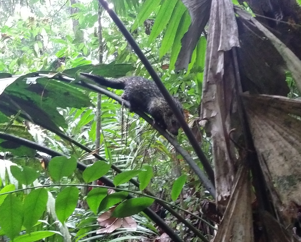 Andean Porcupine from Bosque Protector La Perla on August 21, 2021 at ...