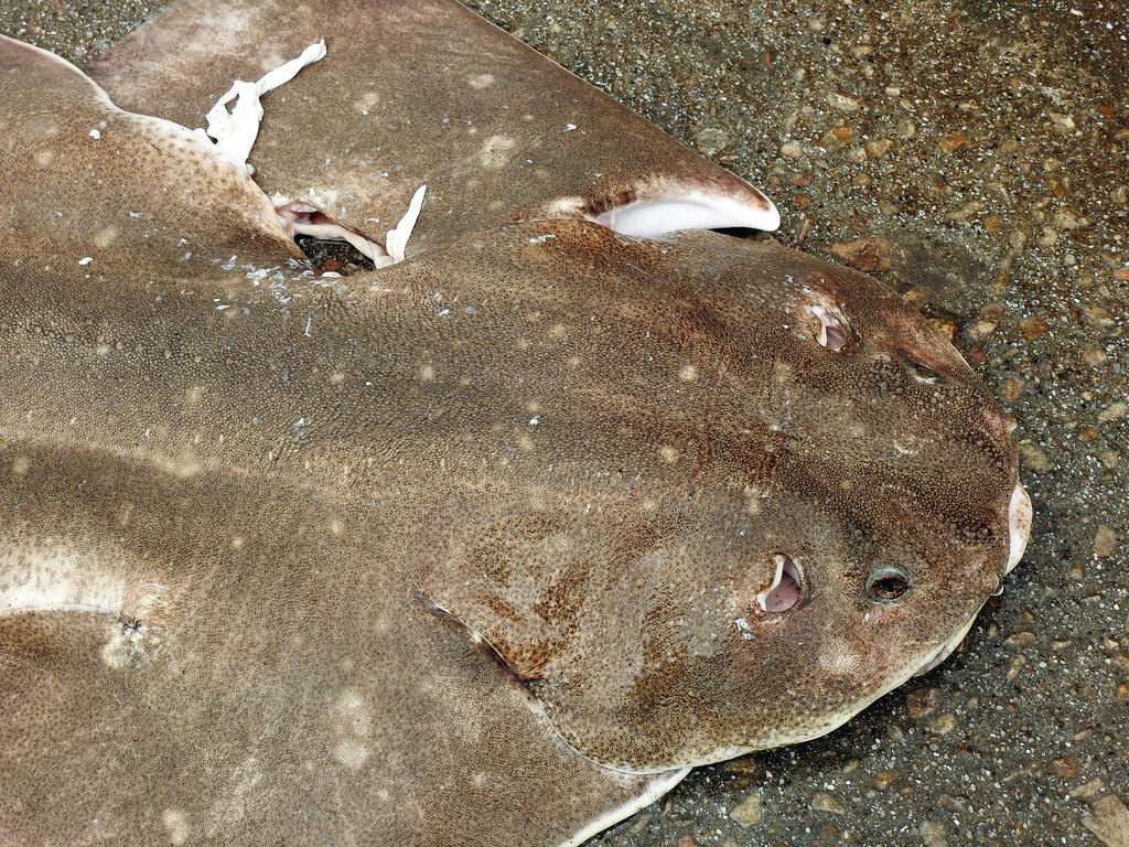 Angular Angelshark (Squatina guggenheim) - Marine Life Identification