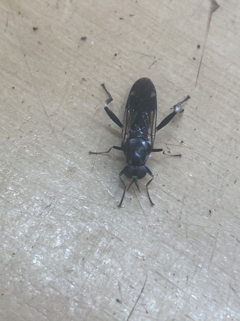 Garden soldier fly from Red Hill Ward, Merricks North, VIC, AU on ...