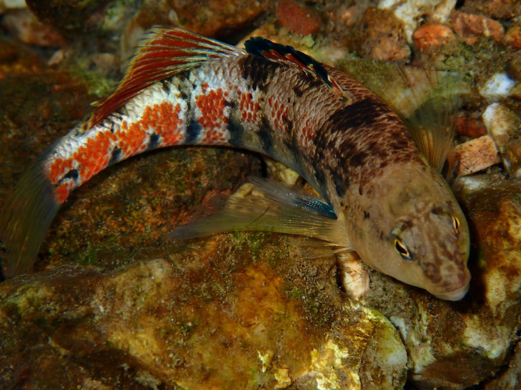 Plateau Darter from McDonald County, MO, USA (Mike's Creek Watershed ...