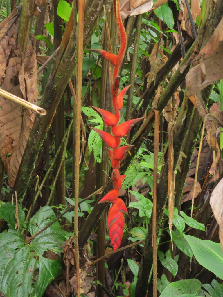 giant heliconia (Heliconia pogonantha) - Botanical Realm