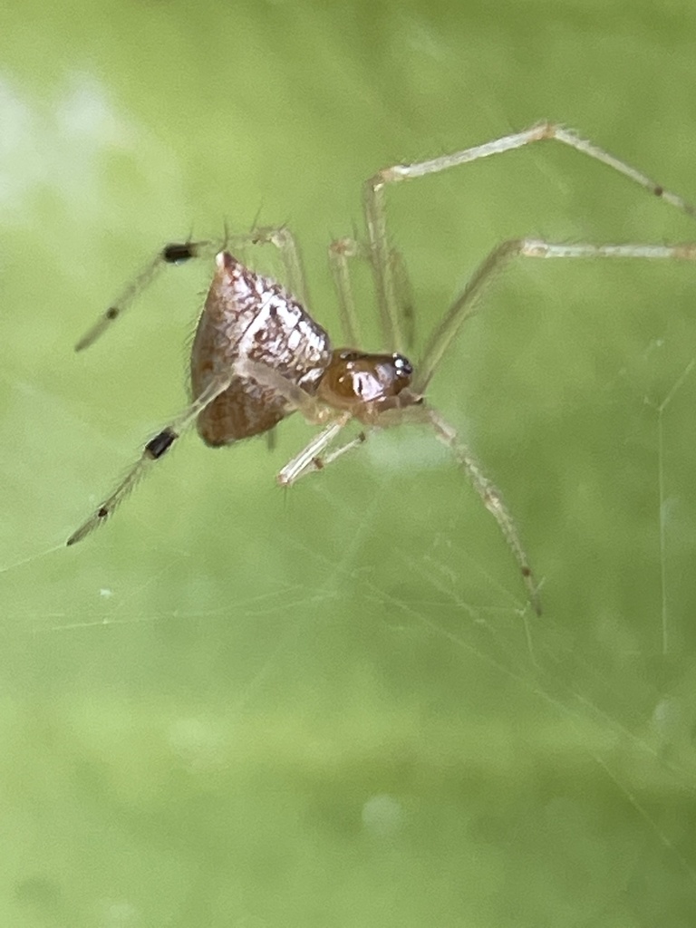 Cobweb Spiders from Frankston South, VIC, AU on January 14, 2022 at 02: ...