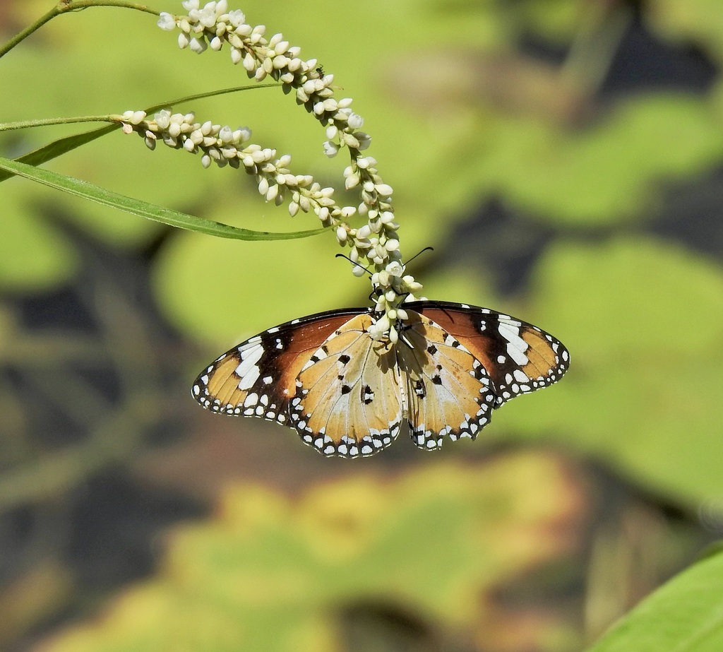 Lesser Wanderer from Cairns QLD, Australia on January 14, 2022 at 11:11 ...