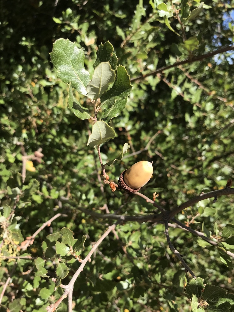 Torrey's Hybrid Oak in May 2018 by Becky Escalante · iNaturalist