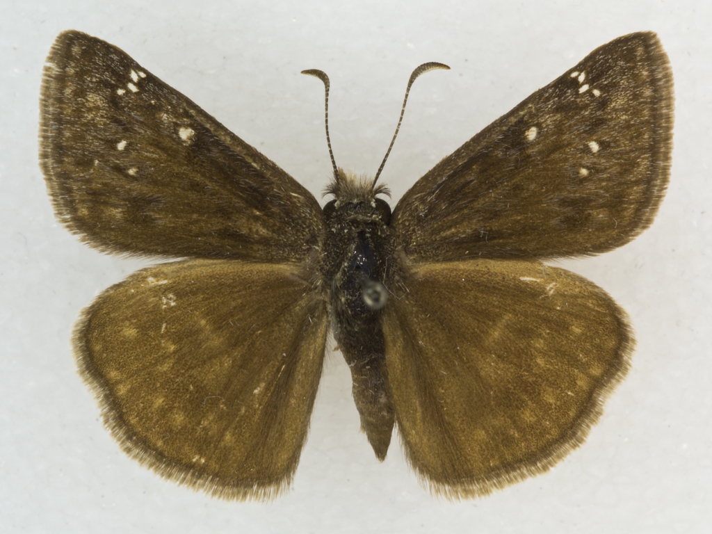 Afranius Duskywing (Denver-Boulder Metro Area: Butterflies and Moths ...